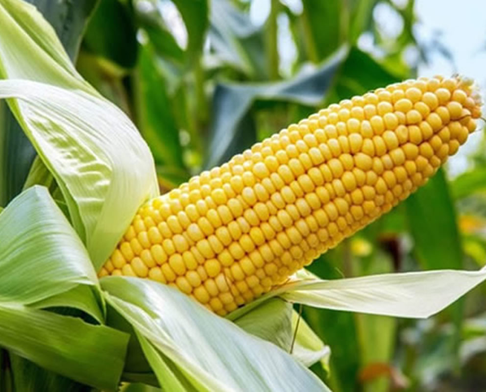 Abto Limited - Livestock and Crops Products